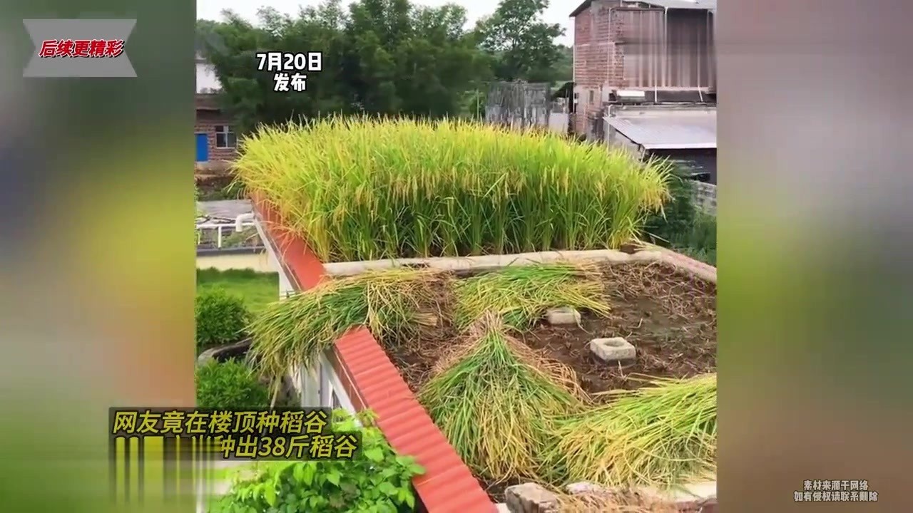 网友竟在楼顶种稻谷,22平方米种出38斤稻谷