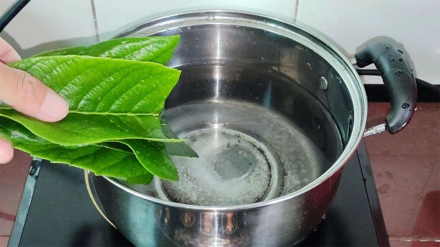 枇杷叶放锅入煮一煮,作用实在给力,很多人都不知道,分享给大家