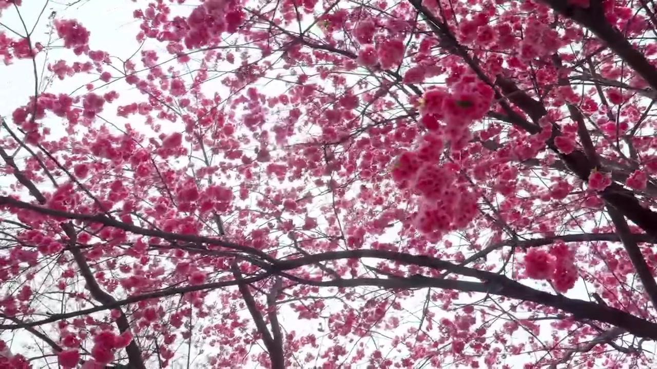 ...樱之华彩·文体交融"为主题的第十三届校园文化体育艺术节系列活动...