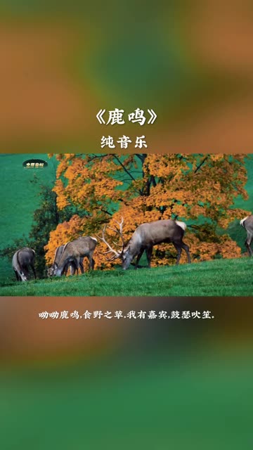 《鹿鸣》古琴曲,鹿鸣于野,其声嗷嗷。嘉宾齐聚,雅音和高。