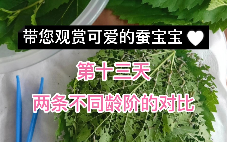 不同阶段的蚕宝宝对比,快来看看它们大多少吧!