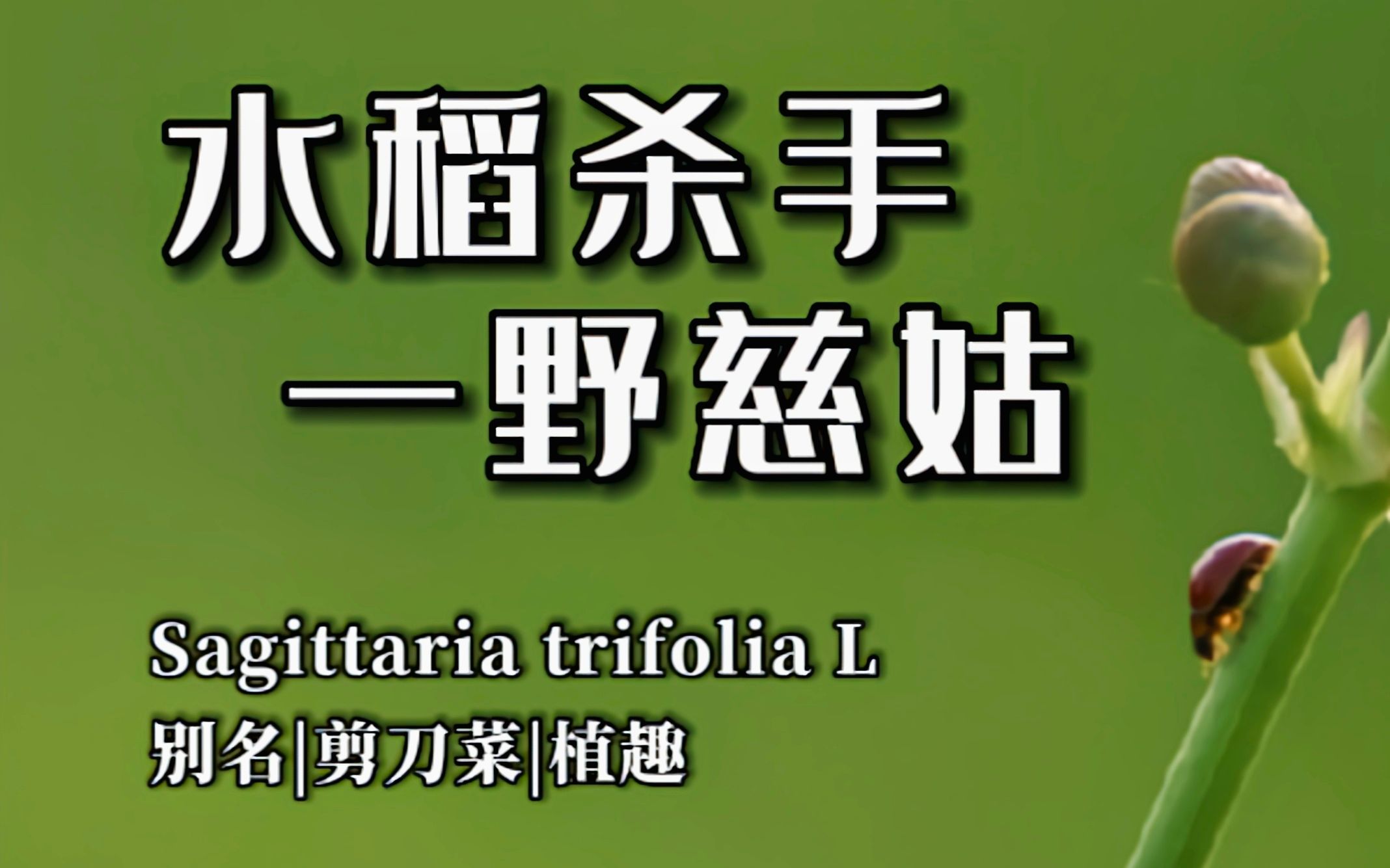 水稻杀手|若只看花叶,你能认得不?