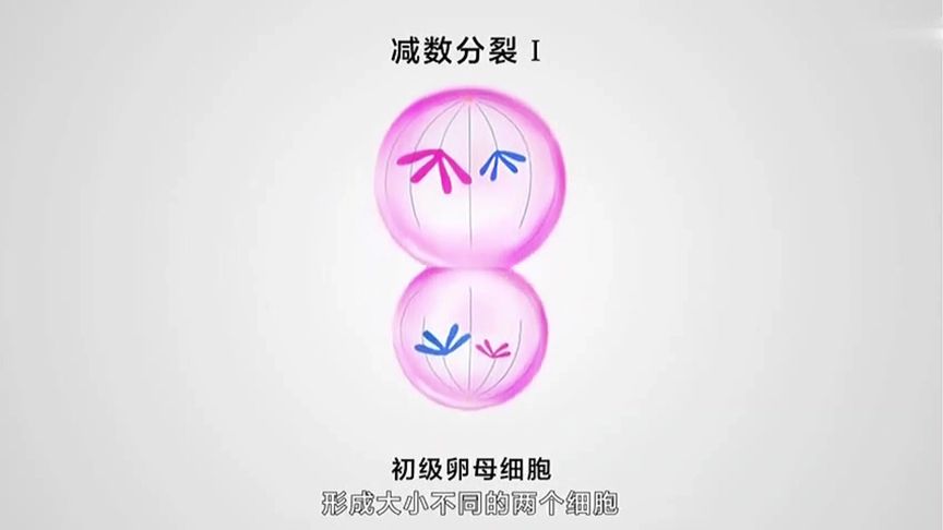 减数分裂:卵细胞的形成过程教学视频,高中生物必修二#高中生物