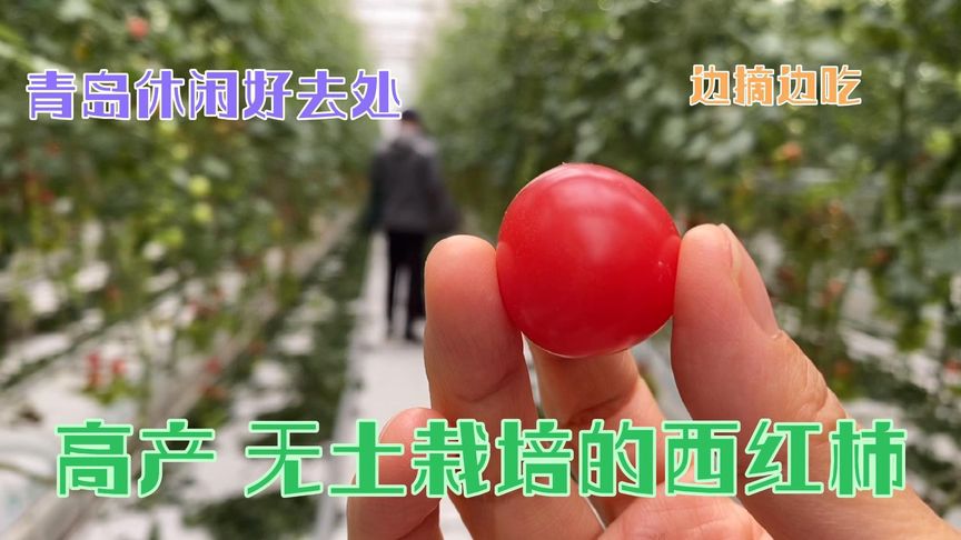 无土栽培的西红柿 饱口福 开眼界