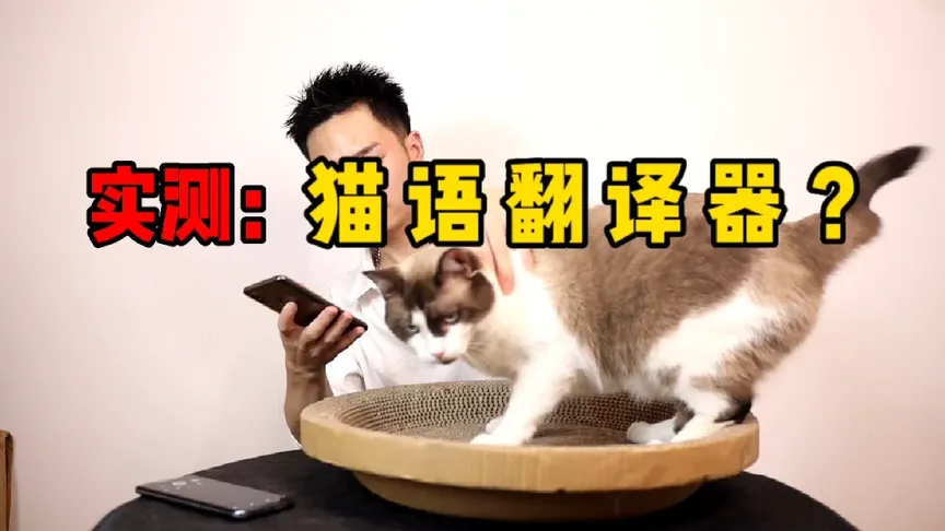 实测:猫语翻译器,这样人就可以和猫咪畅聊,这是真的吗?