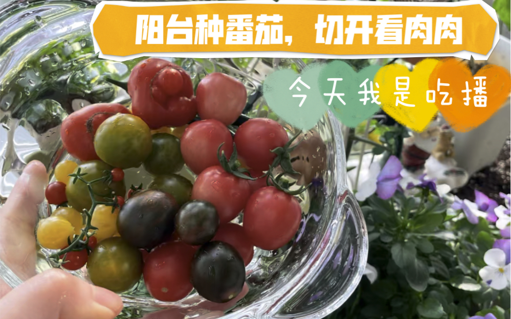 封闭阳台秋播的盆栽番茄,今天我们把它切开来,看看内里,吃吃看看味道...