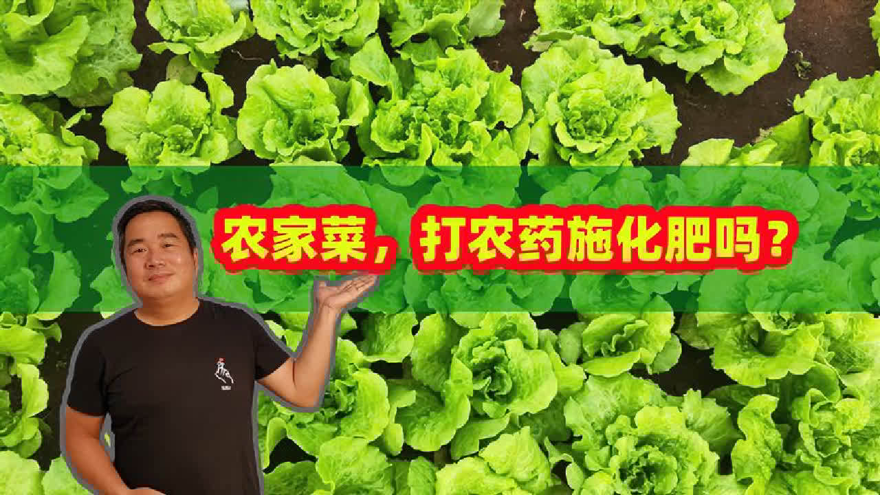 农家菜打农药施化肥吗?哪种农家菜不需要使用农药?元气美食大PK