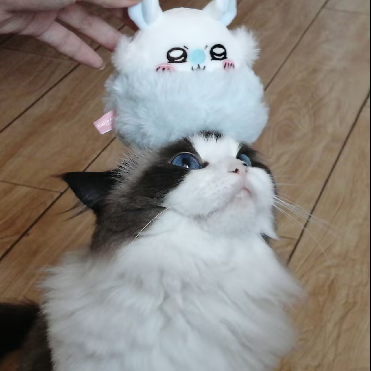 雪宝し 