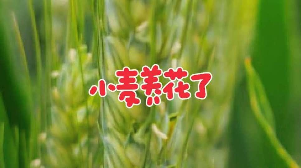 小麦养花了 来自方城县实验初中教育集团劳动实践基地 麦穗