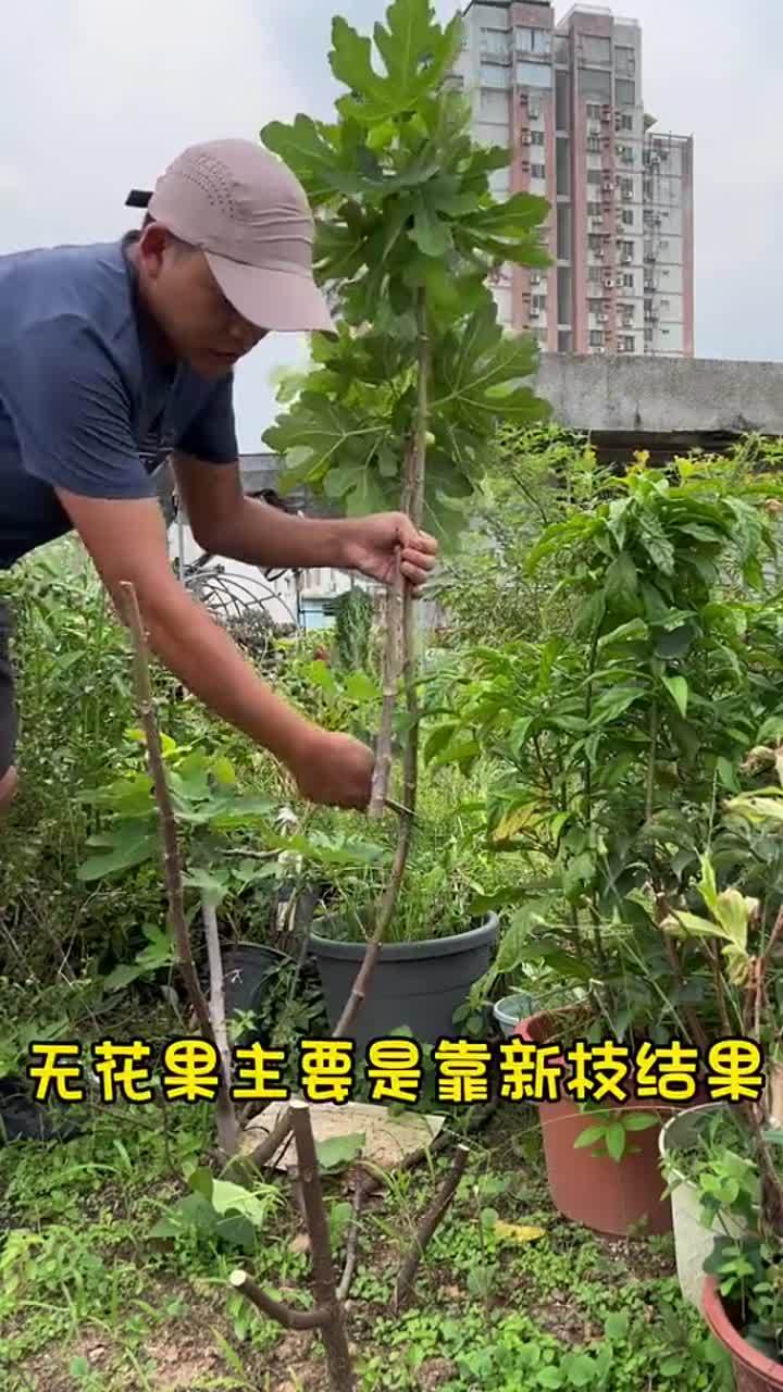 立秋过后就要给家里的无花果修剪枝条了无花果种植