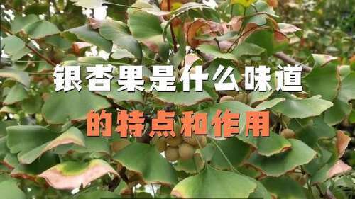 银杏果的奇妙滋味:不仅味道独特,还有这些惊人功效!