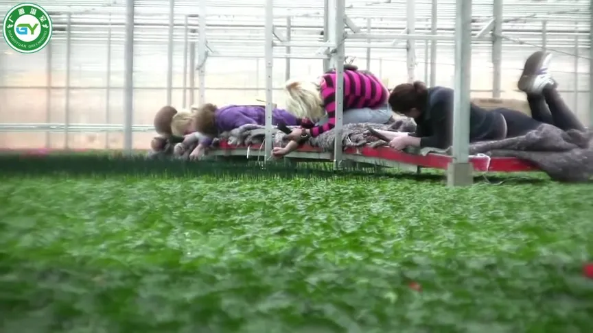 智能连栋温室哪家好温室大棚建设最佳方案智能大棚种蔬菜的新农民