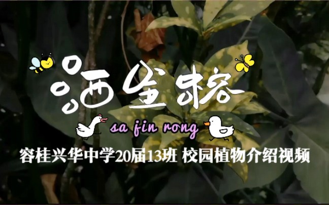 【洒金榕】——校园植物介绍