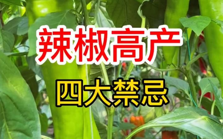 辣椒种植也是技术活,管理不到位辛苦全白费