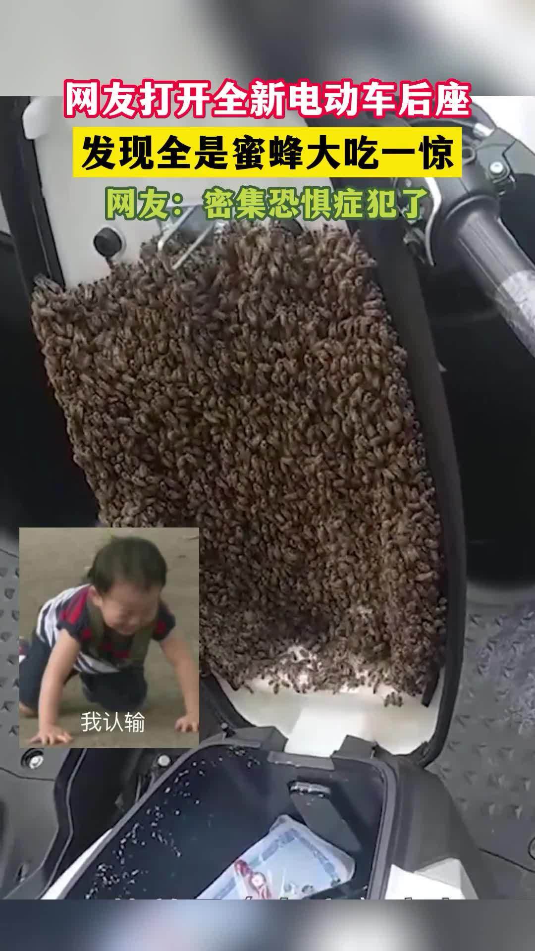 密恐慎入!网友打开电动车后座,全是蜜蜂直接吓傻!