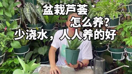 盆栽芦荟怎么养芦荟的正确养殖方法,少浇水,人人养的好少量光照懒人...