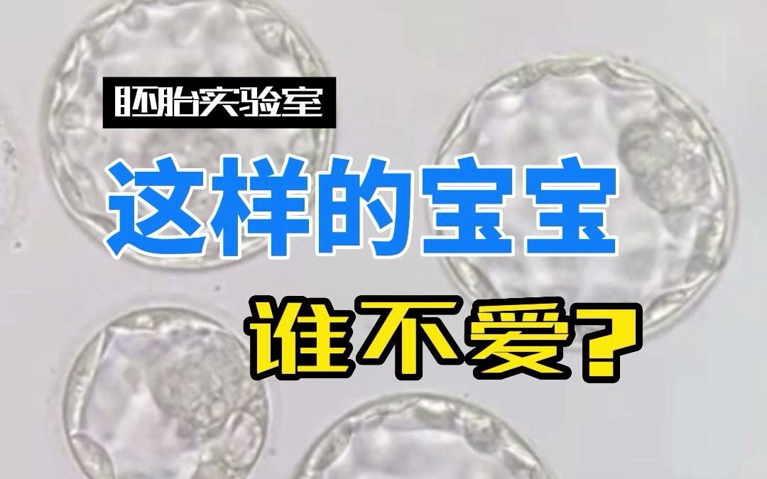 这样宝宝谁不爱IVF囊胚
