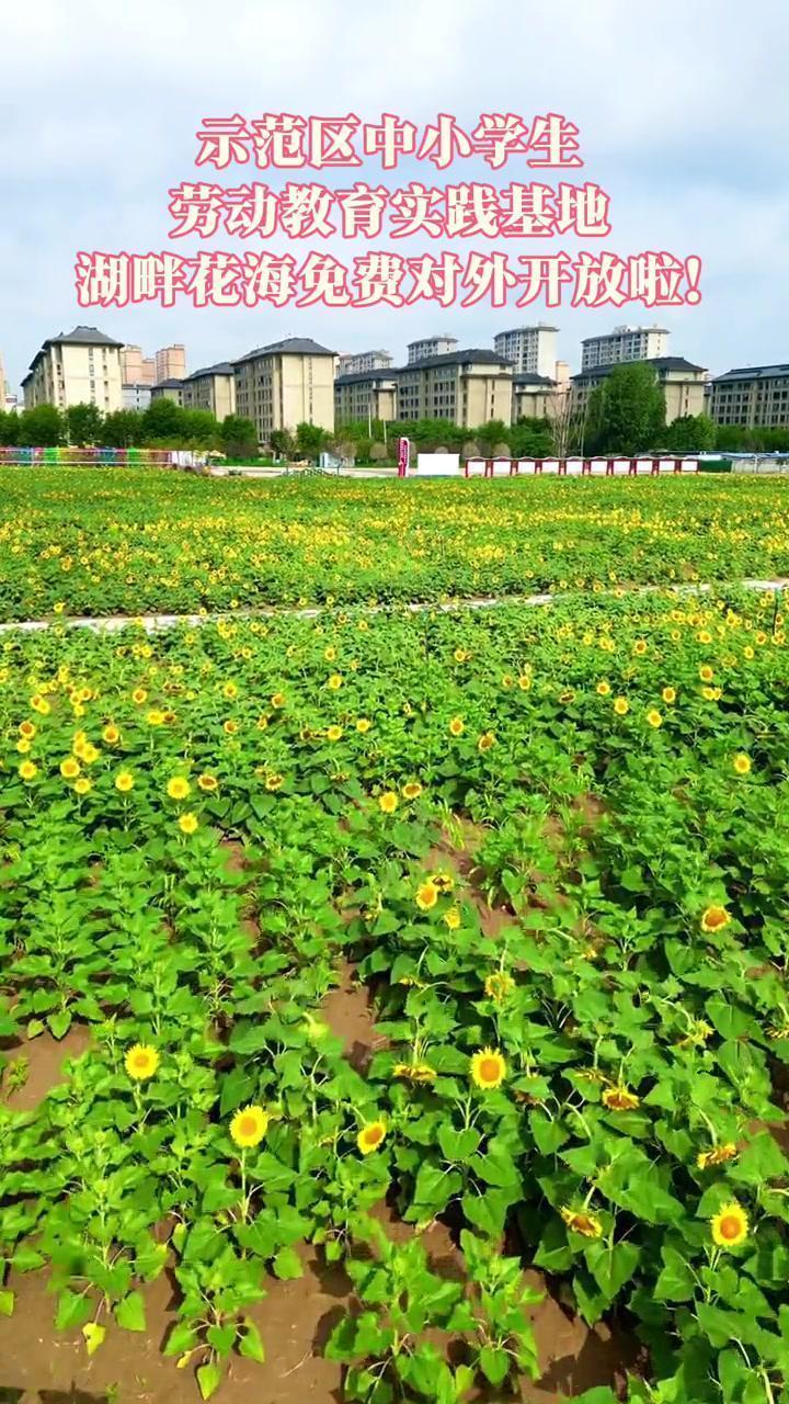 示范区中小学生劳动教育实践基地湖畔花海区域免费对外开放啦!#开封...