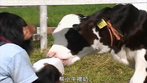 猩猩给小学生送餐!不料跑错了教室,最终它能完成任务吗