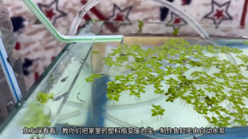 教你用塑料瓶制作鱼缸无电自动水泵,可在停电时使用,简单还便宜