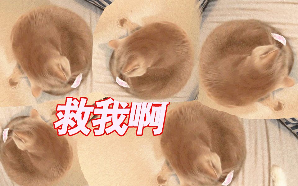 玩贴纸玩蒙圈的喵星人![猫奴的日常]