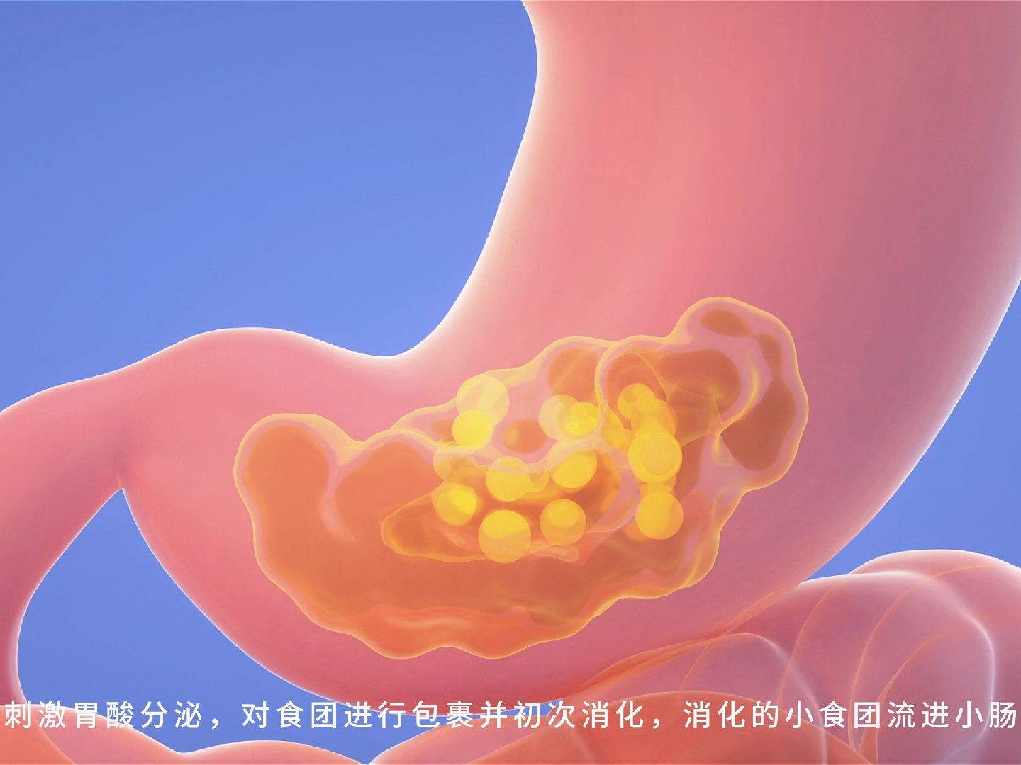 一起来学习人是如何变胖的吧