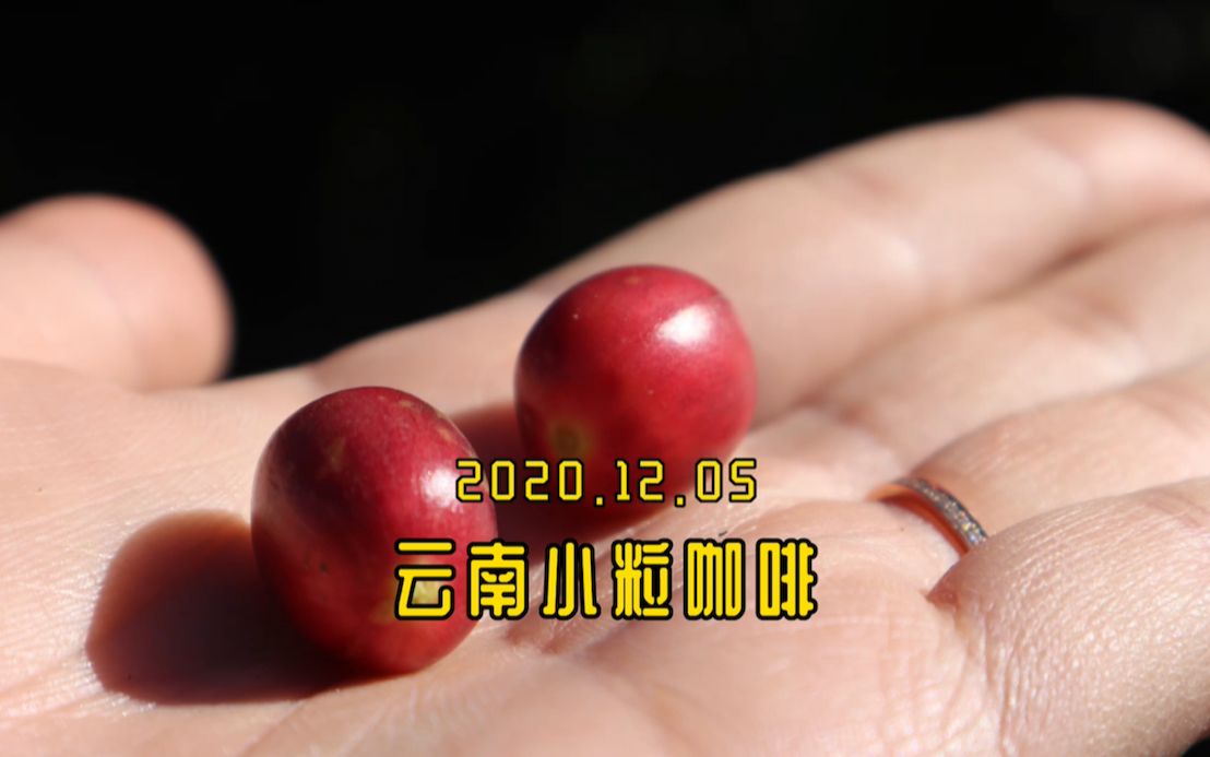 干货分享 | 揭开云南小粒咖啡的神秘面纱