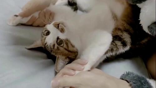 我的猫生气撒娇像我,男朋友哄猫就像是在哄我,但我怎么感觉我是酸酸的
