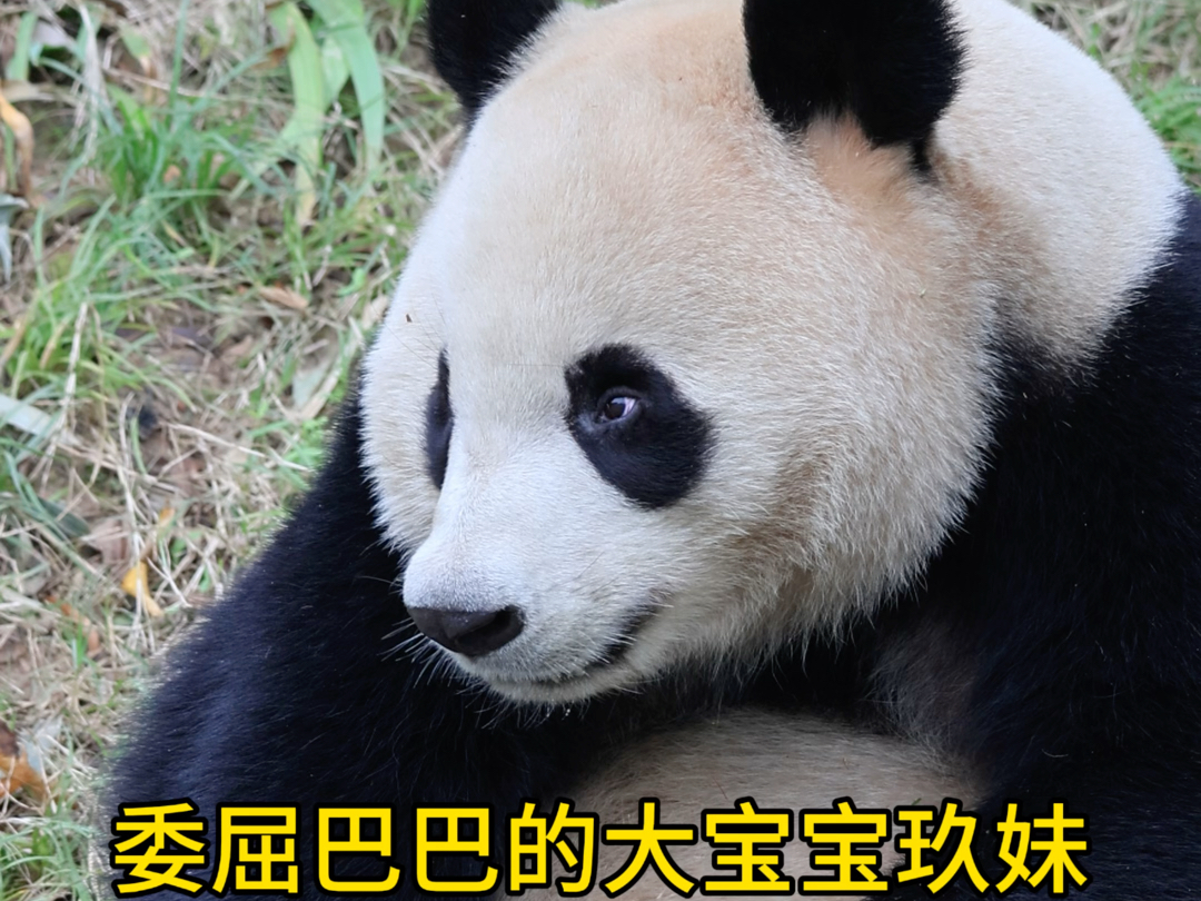 【大熊猫艾玖】原本就委屈巴巴嘤嘤嘤的玖妹,还被一群游客笑,我们...