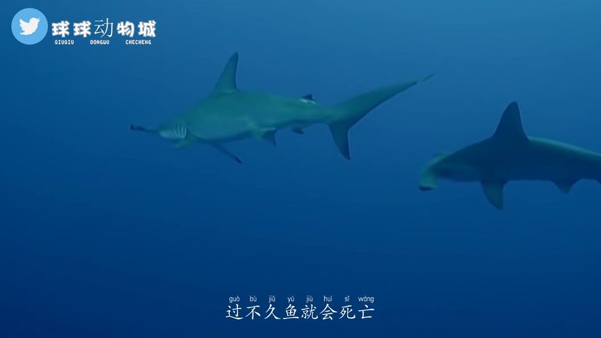 大家听说过鱼被淹死吗,看过视频你一定都不敢相信