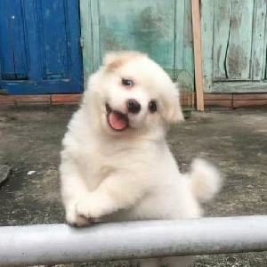 烟火里的小汤圆 