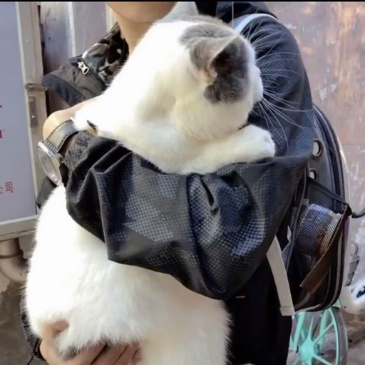 王小哥日常生活 