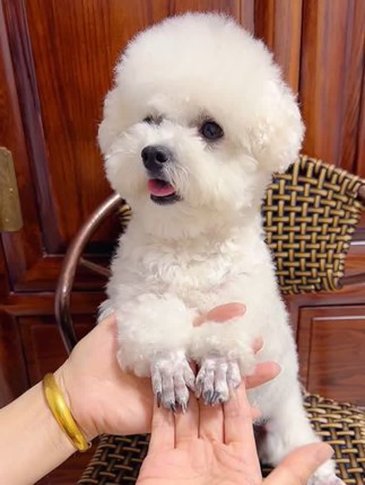 局部精修教程来了!这是一个非常好用的局部电推剪,加宽小刀头多个...