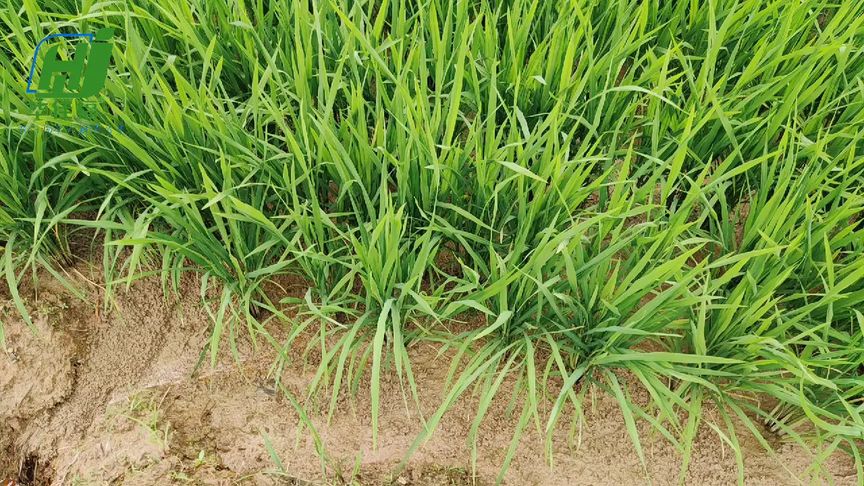 水稻生育期划分