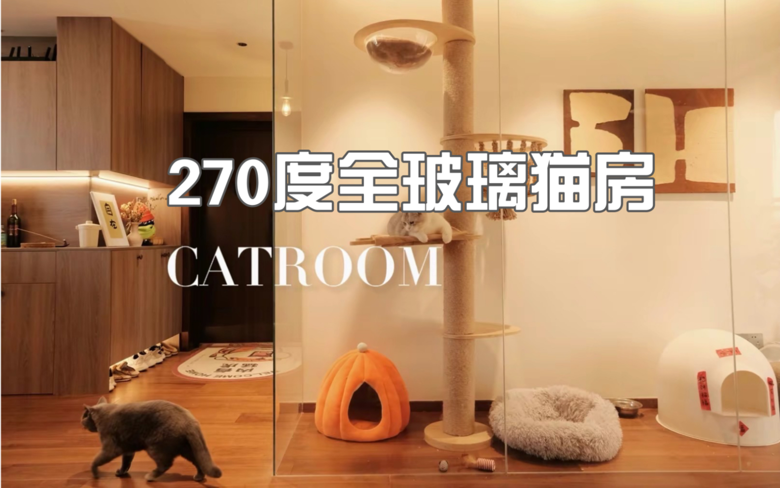 270度全景玻璃猫房装修经验指南.客厅沙发背景墙做了个玻璃猫房～