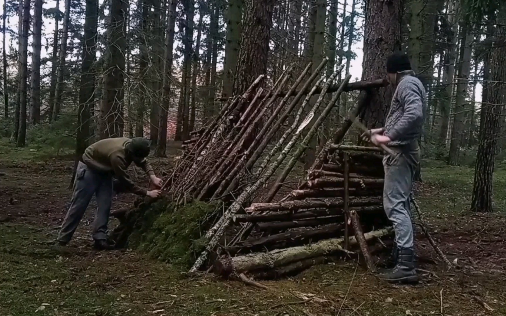 丛林快速搭建露营庇护所全过程,收集干木材,两棵树木作为柱子,草皮盖...