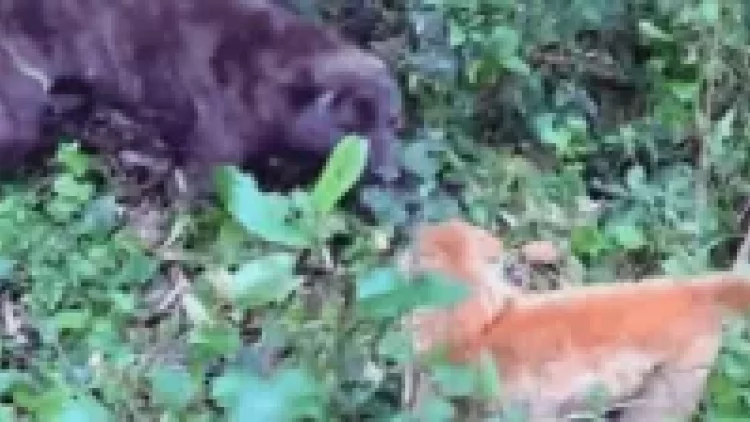 猫咪这次惹错对象了, 大狗活活咬死猫咪, 太可怜了