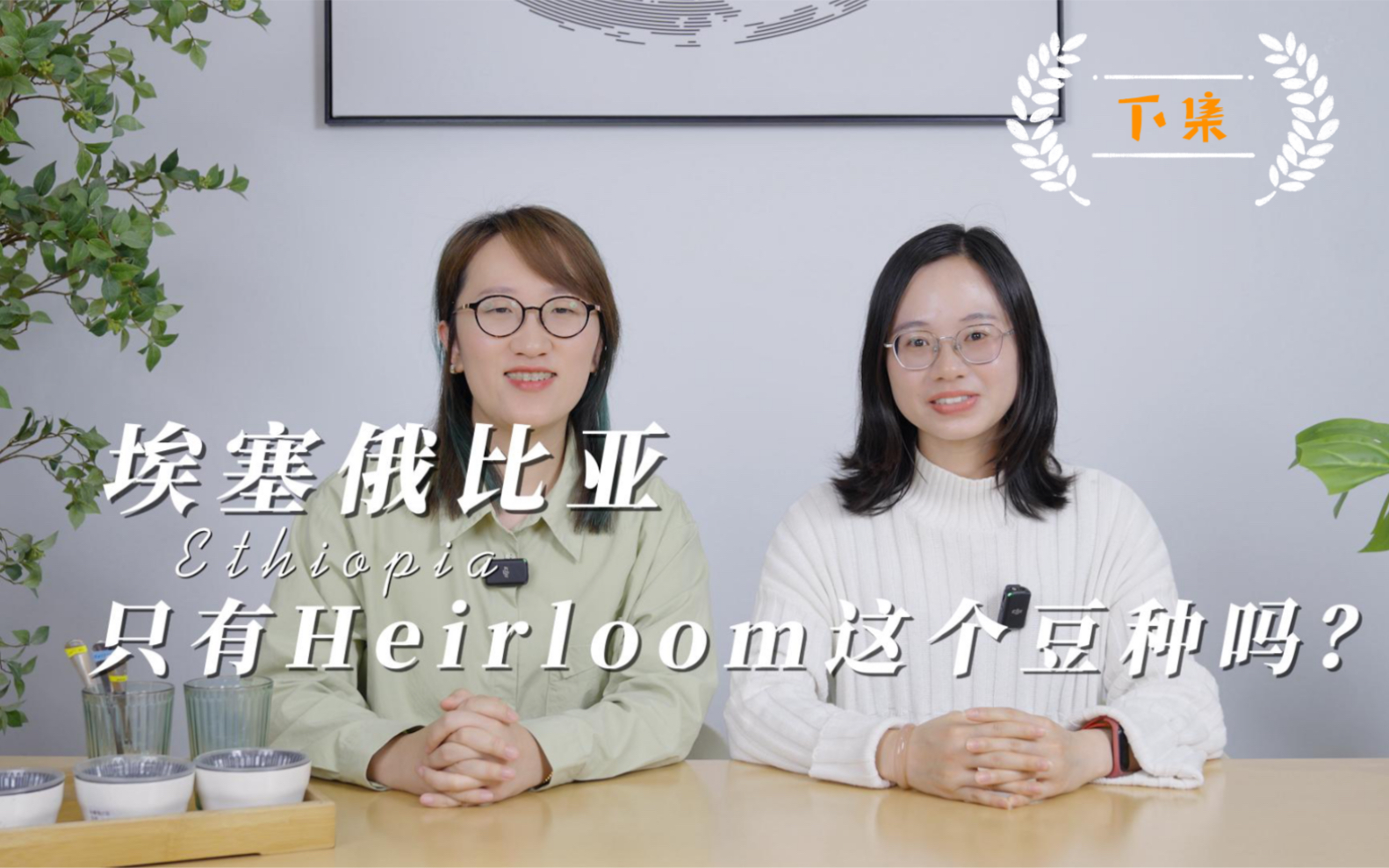 【大噶好】埃塞俄比亚咖啡大解密(下集)产地?产区?豆种?
