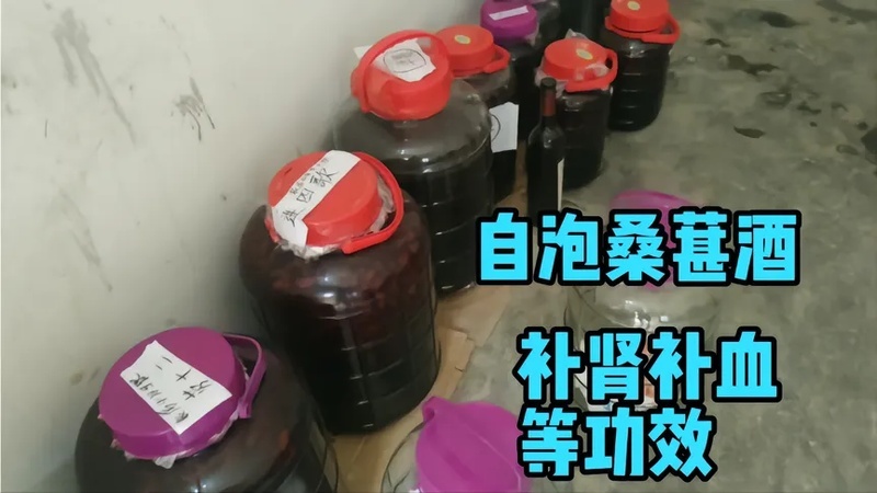 自泡桑葚酒,补肾补血等功效