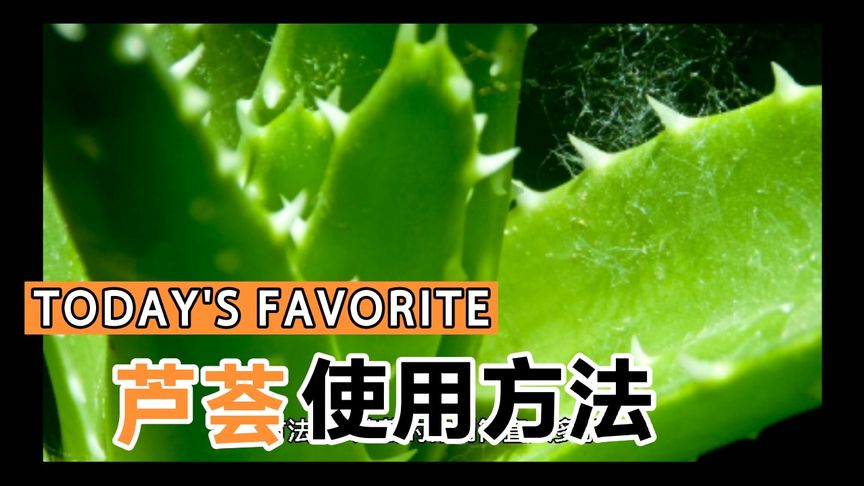 芦荟使用方法介绍