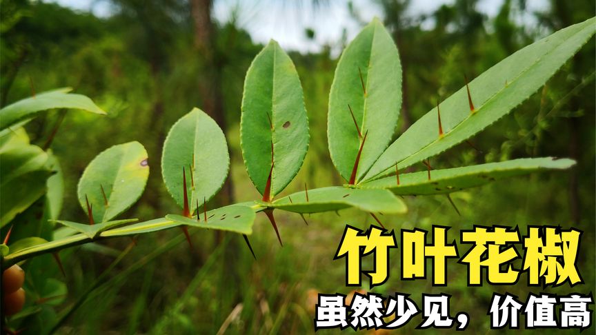 农村植物“野狗椒”,和两面针很像,到底有啥用途?懂得人偷着摘