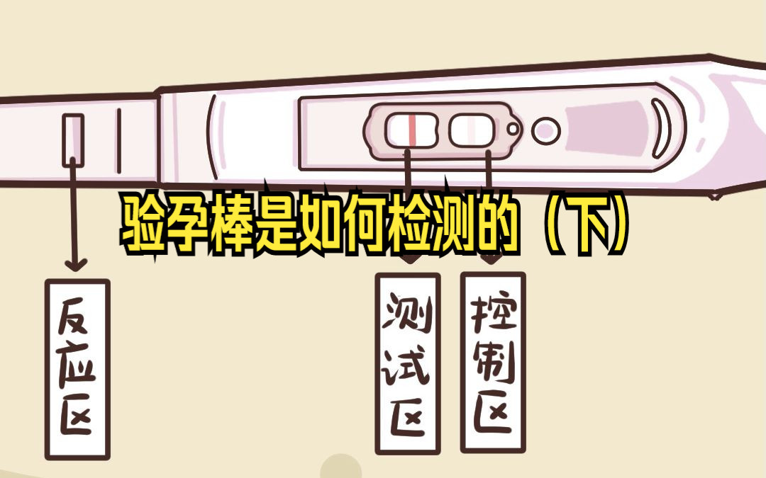 验孕棒是如何检测出来的?-(下)