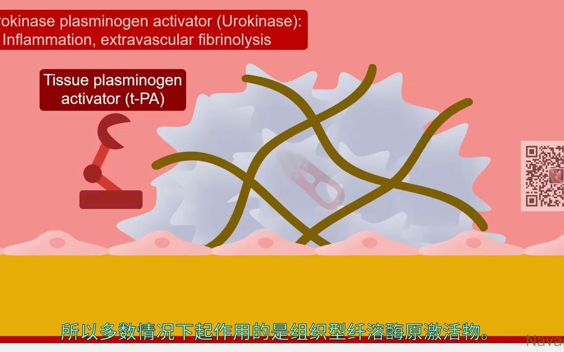 纤维蛋白溶解系统的组成和调控