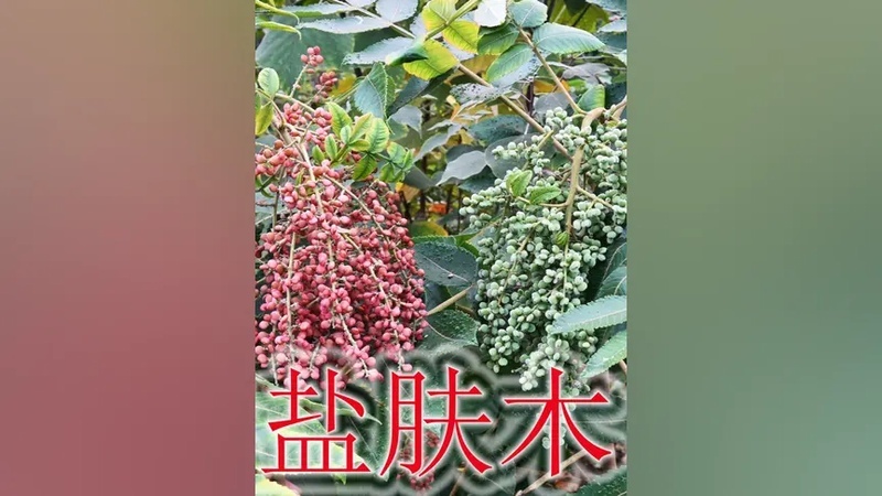 植物"盐肤木"能产盐?根与叶是毒蛇克星,可别当杂草除掉!
