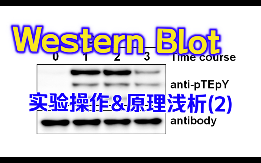 Western Blot/磷酸化WB实验操作及原理浅析(2)转膜|抗体孵育|洗膜|显影