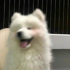 我找海洋同学 