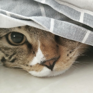 大野狼狼 