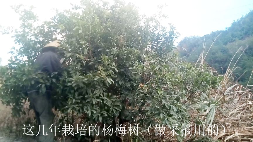 农村果树种植，杨梅树的开心型修剪，木子修剪杨梅树的过程