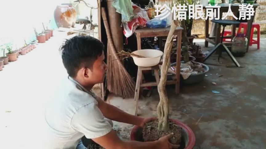 挖棵芒果树怎么改造成盆景呢?师傅拦腰截断树干,移栽上盆养护!