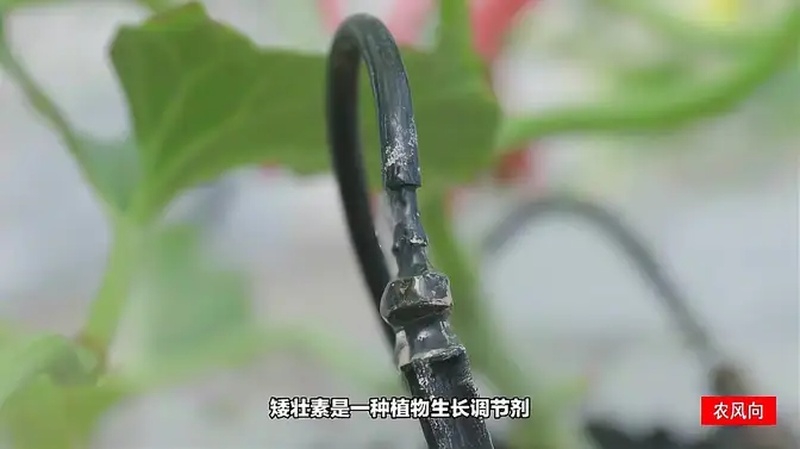 矮壮素的使用方法和用量